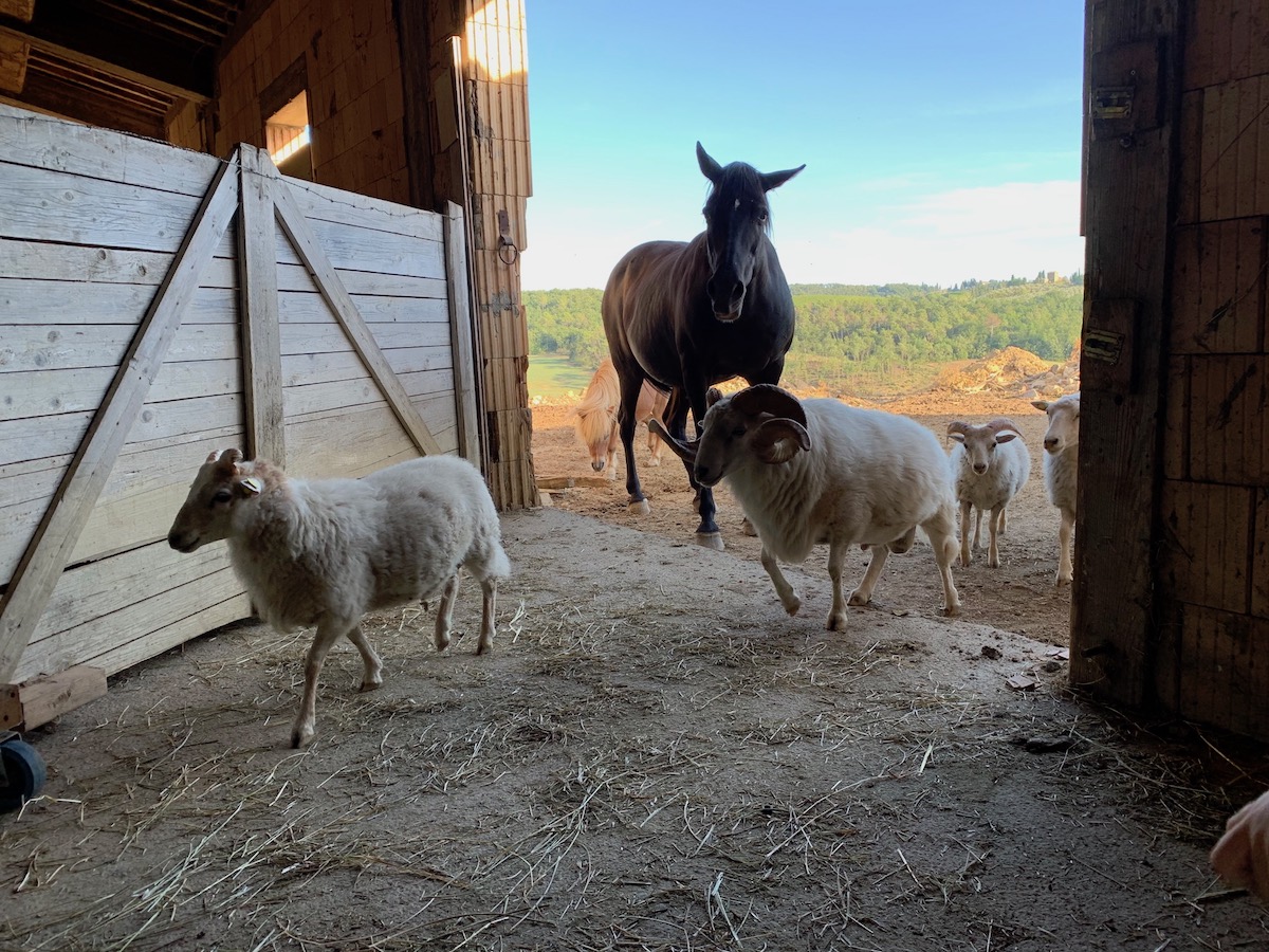 イタリア、トスカーナで体験。暮らすように滞在するアグリツーリズム【現地レポート】 | rootus（ルータス）
