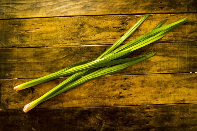 5月5日に菖蒲湯に入る理由は？気軽に楽しむ日本の風習と歴史を紹介 | rootus（ルータス）